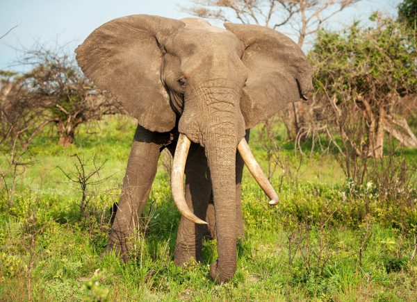 Tembe Elephant Park - David Buzzard Photography